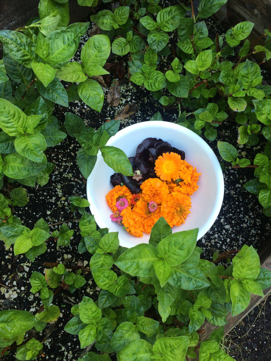 sponsor seeds – bedhead fiber