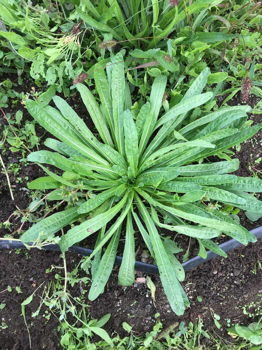Weld Seeds – bedhead fiber