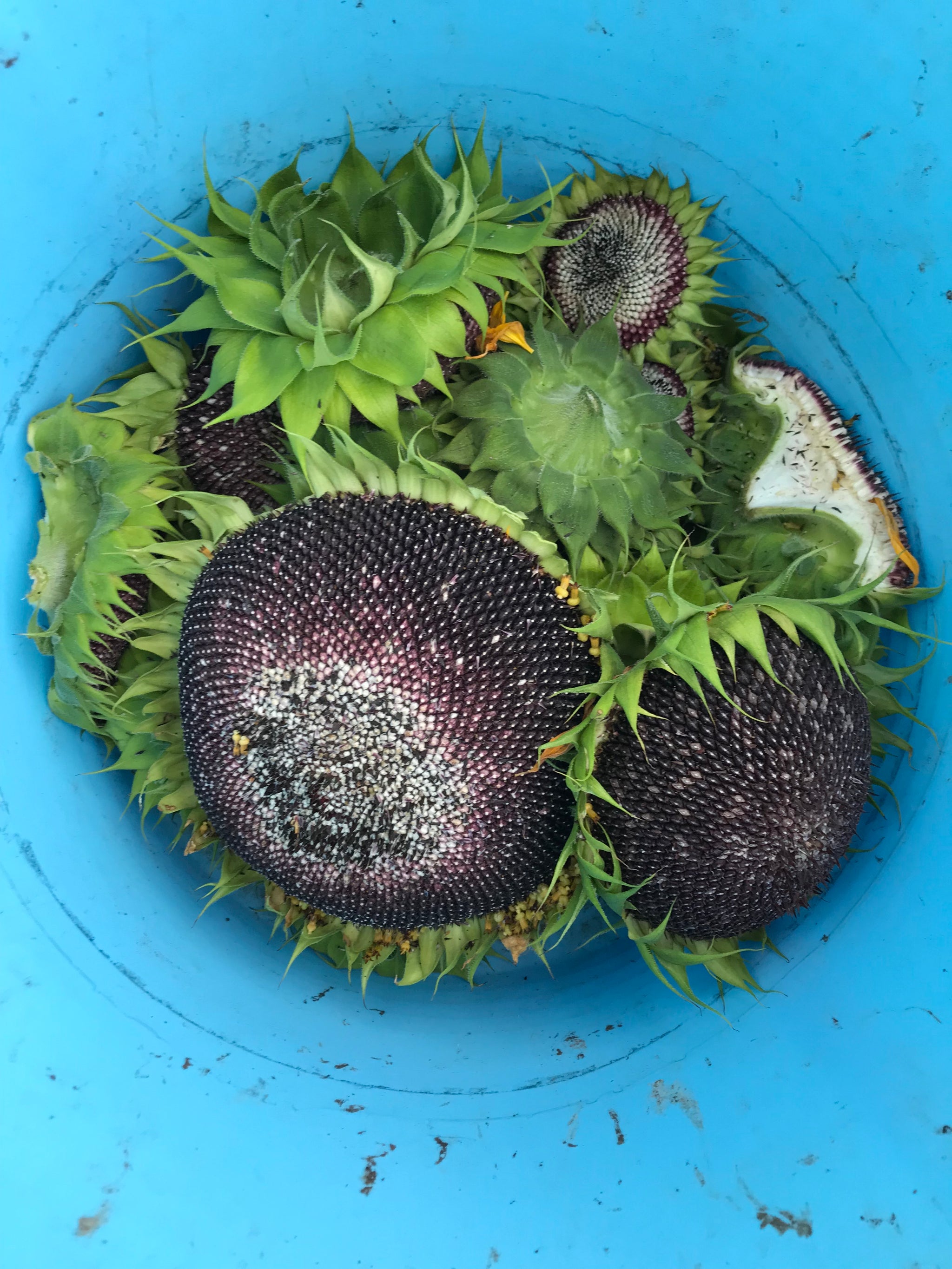 Hopi Black Dye Sunflower Seeds (Organic) – bedhead fiber