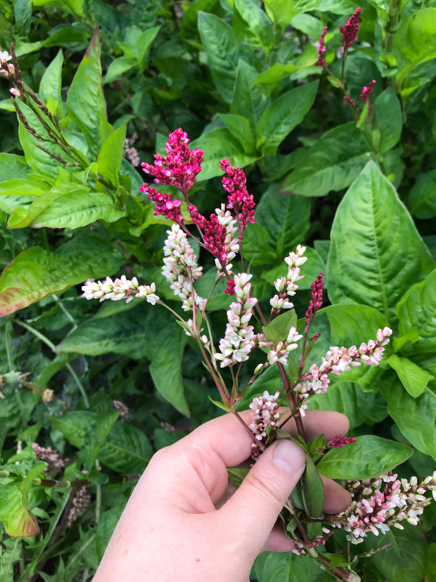Indigo Seeds – bedhead fiber