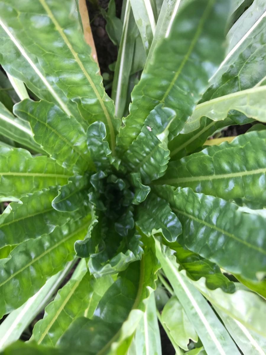 Weld Seeds – bedhead fiber